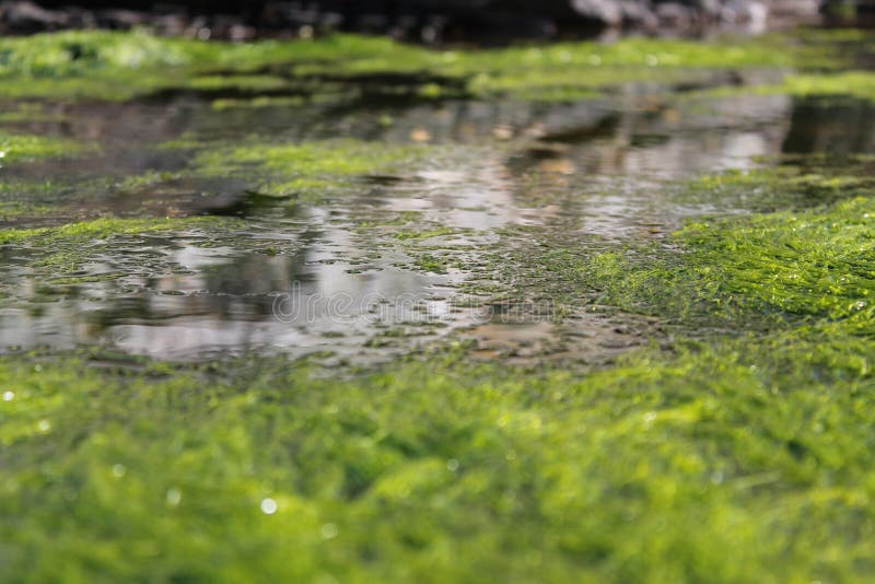 Seaweed in water stock photo. Image of lake, green, cloudy - 139583792
