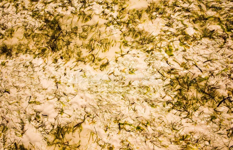 Seaweed on the White Oceanic Sand at the Oceanic Floor Stock Image ...