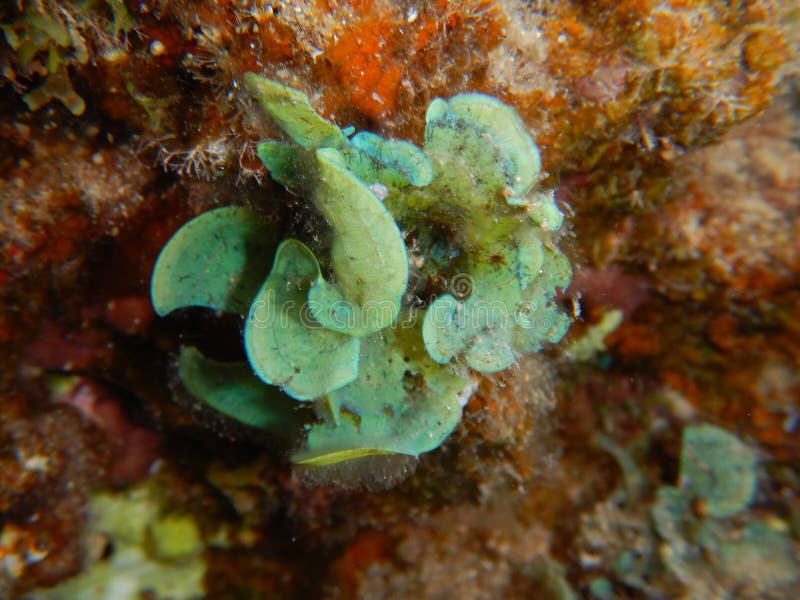 Class Phaeophyceae Stock Photos - Free & Royalty-Free Stock Photos from ...