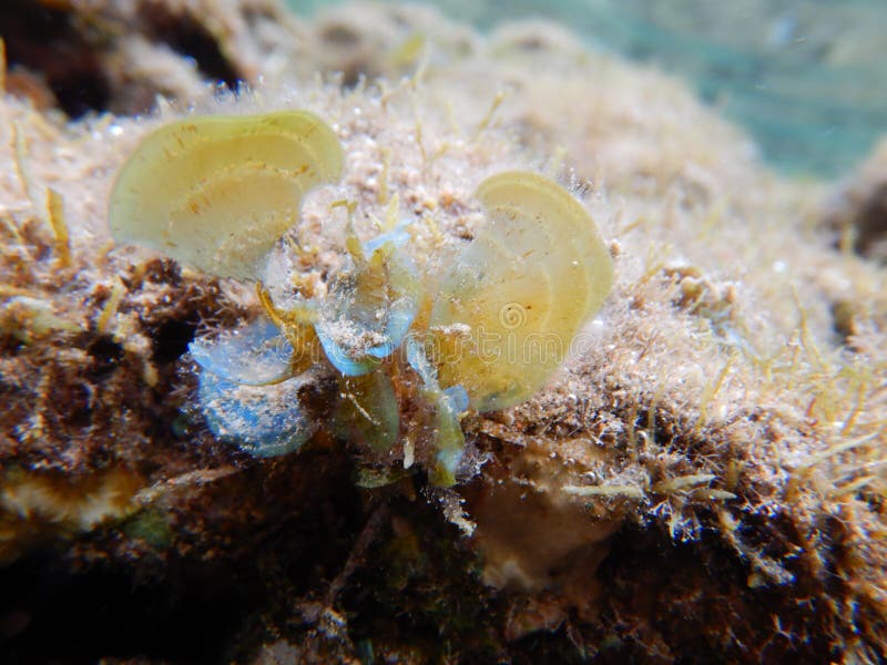 Seaweeds, Brown Algae stock photo. Image of macro, grass - 179605132