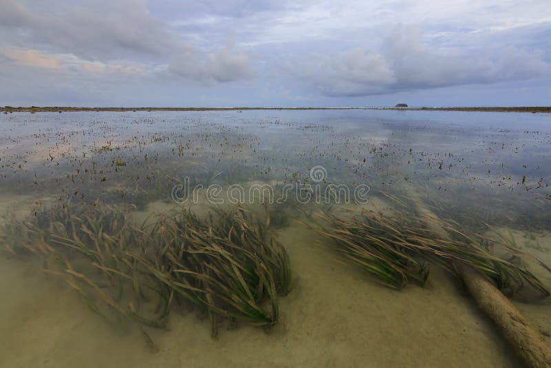 Seaweeds Under Shallow Water at Borneo Stock Image - Image of botany ...