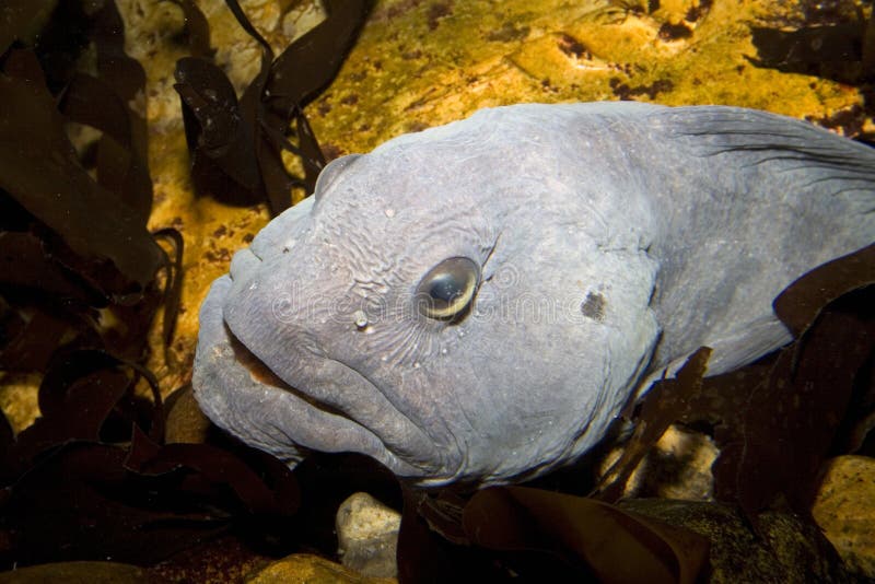 Seawolf stock photo. Image of aquatic, aquarium, seawolf - 7481600