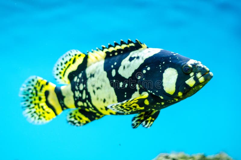 Tiger Rock Fish stock image. Image of underwater, ocean - 9145003