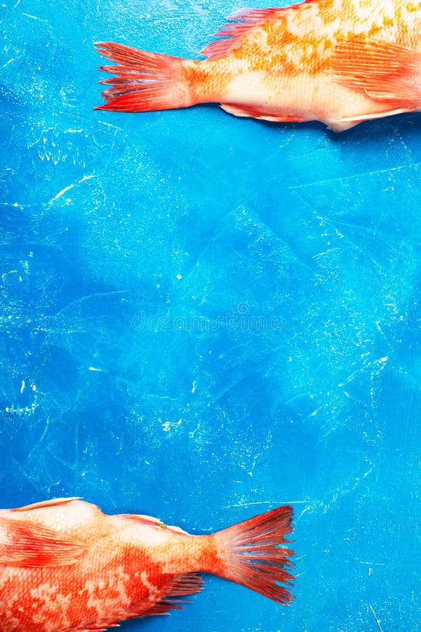 Sebastes or Red Sea Bass on Blue Background Stock Photo - Image of ...