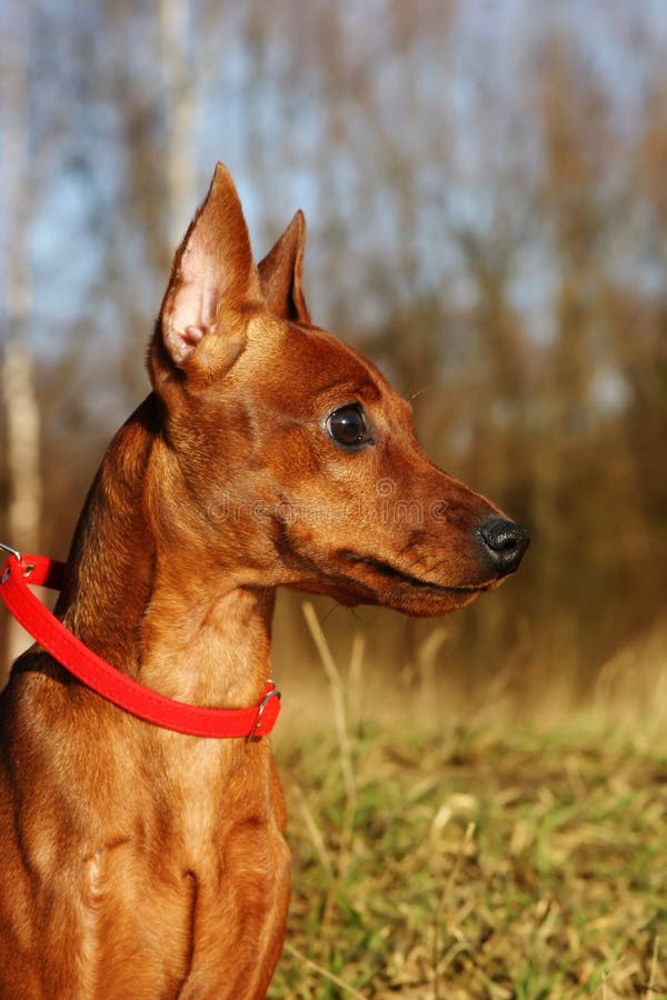 Sebastien mini-pincher stock photo. Image of collar, face - 2319230