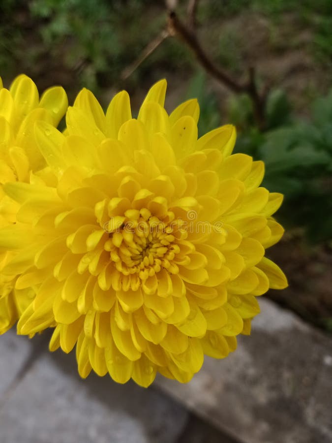 Sebati Flower Stock Photos - Free & Royalty-Free Stock Photos from ...