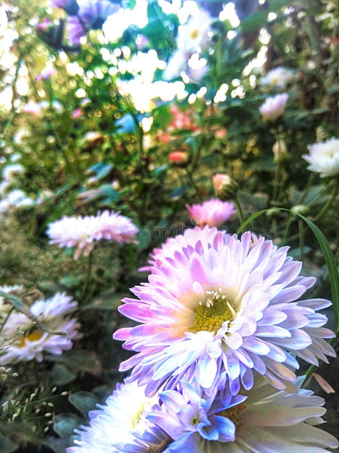 Sebati flowers edit stock image. Image of white, edit - 171935225