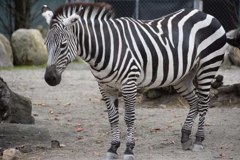 Sebra arkivfoto. Bild av häst, hotad, livstid, familj - 104217908