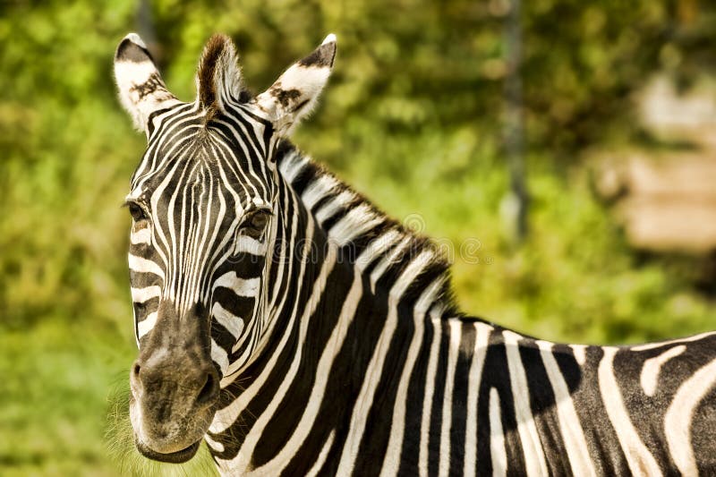 Sebra arkivfoto. Bild av stirra, ögon, vitt, band, järnhand - 17501564