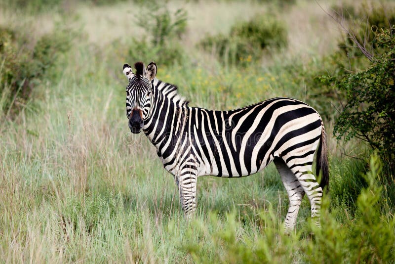 Sebra arkivfoto. Bild av afrikansk, plattform, angus - 17942482