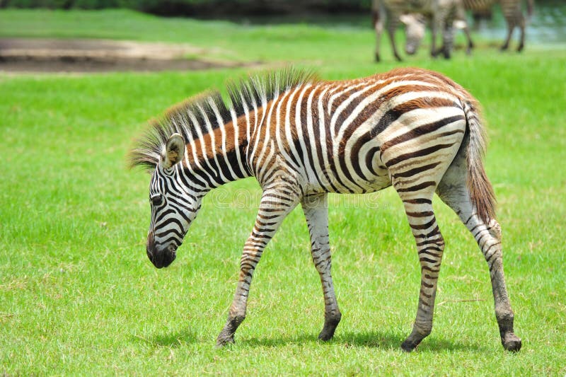 Sebra arkivfoto. Bild av svart, anhydrous, sebra, vild - 25779642