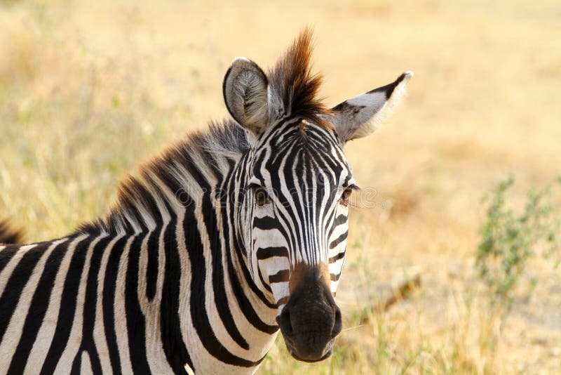 Sebra arkivfoto. Bild av anhydrous - 25779642