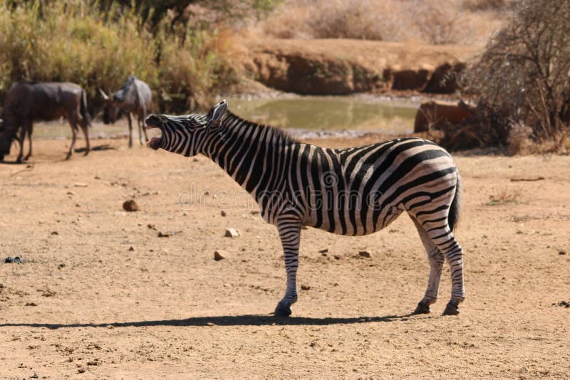 Sebra arkivfoto. Bild av safari, beta, parkera, savann - 46094808