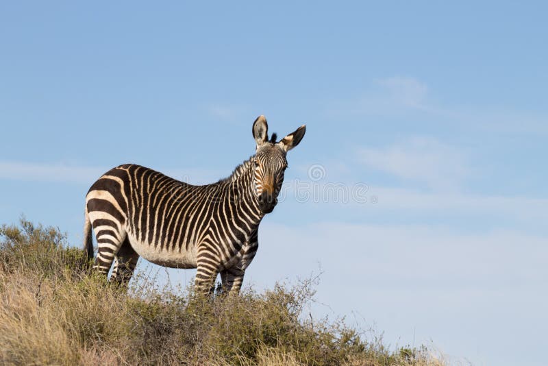 Sebra fotografering för bildbyråer. Bild av sebror, djurliv - 46561089