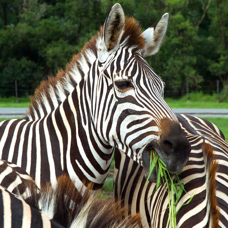 Sebra arkivfoto. Bild av nairobi, angus, kenya, drev - 52725632