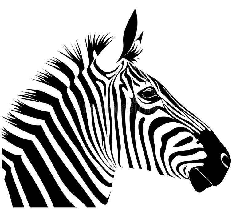 Zebra vektor illustrationer. Illustration av afrika, exotiskt - 5558808