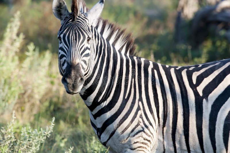 Sebra fotografering för bildbyråer. Bild av stängning - 93411655