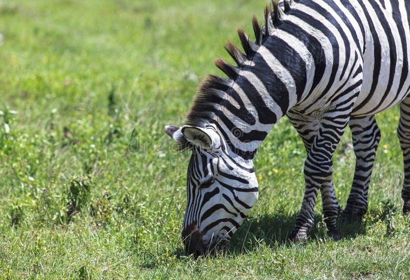 Sebra i Maasai Mara, Kenya fotografering för bildbyråer. Bild av kenya ...