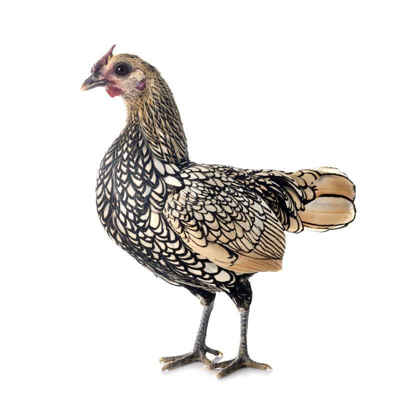 Sebright chicken in studio stock image. Image of white - 288509839
