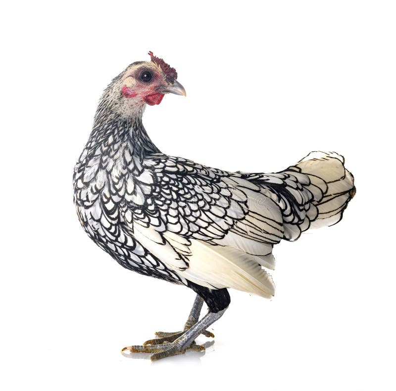 Sebright chicken in studio stock image. Image of white - 288509839