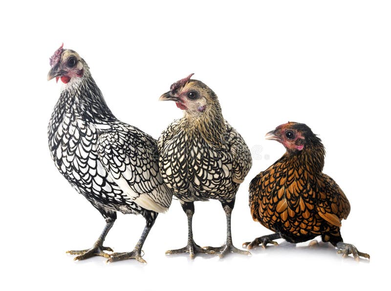Sebright chicken in studio stock image. Image of white - 288509839