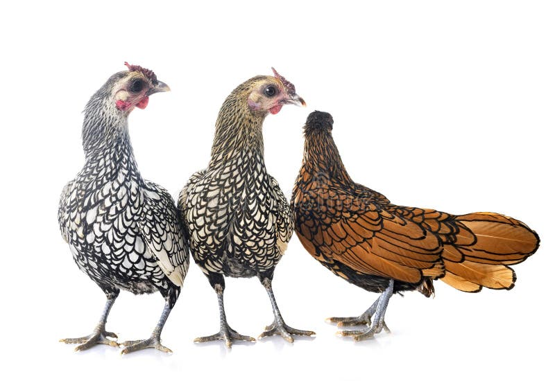 Sebright chicken in studio stock image. Image of white - 288509839