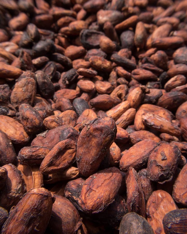 Secado de cacao al sol imagen de archivo. Imagen de venezuela - 141881243