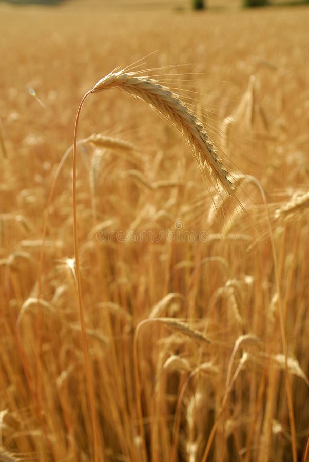 Secale Cereal, Rye, Allergens Plants Stock Photo - Image of cereal ...