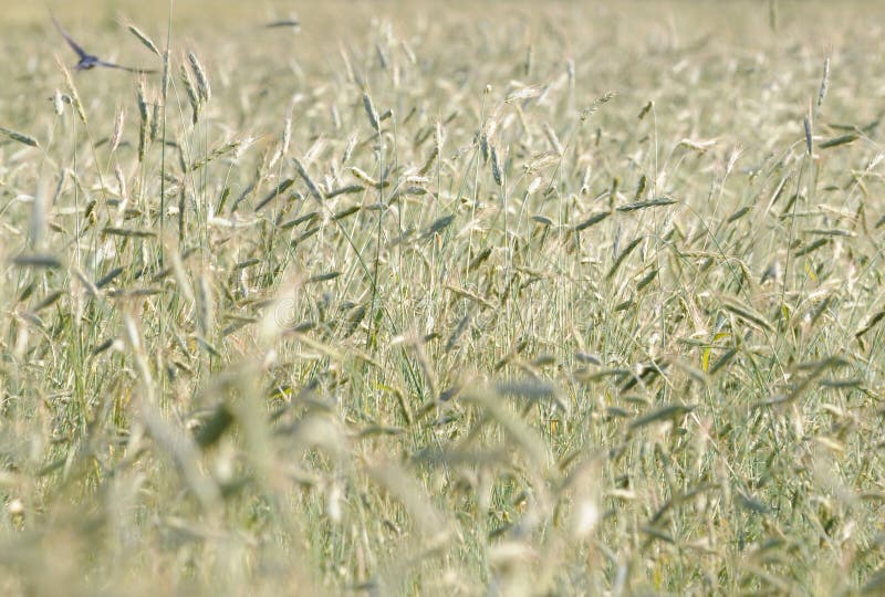 Secale cereale stock photo. Image of secale, farming - 20392422