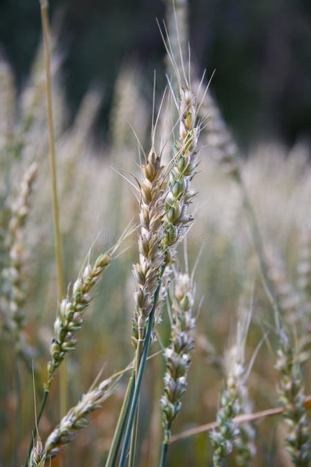 Secale cereale stock photo. Image of colours, colour, homeopathy - 6164348