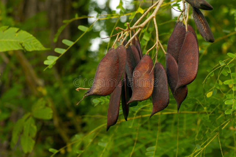 Secang, Sappan Tree, Caesalpinia Sappan Linn Seeds Stock Photo - Image ...