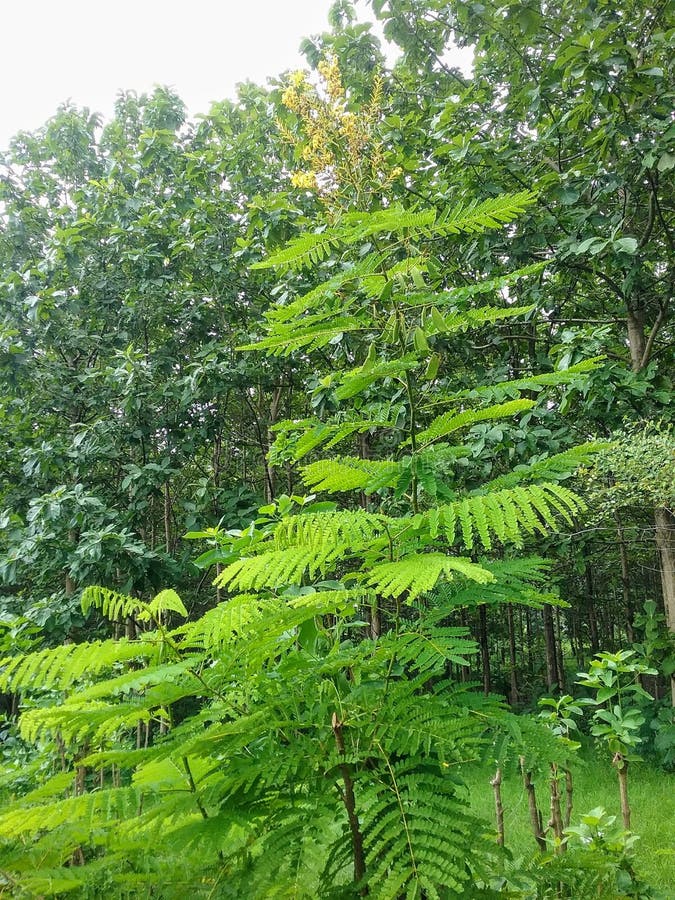 Secang Tree with Long Branches and Small Leaves Attached Symmetrically ...