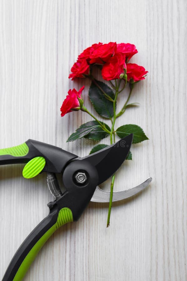 Secateur and Beautiful Red Roses on White Wooden Table, Flat Lay Stock ...