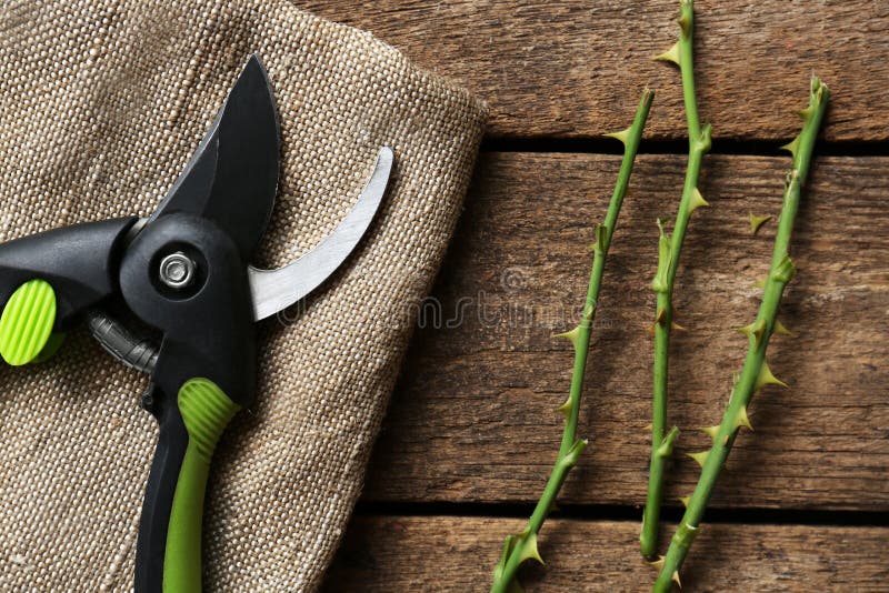 Secateur with Rose Stems on Wooden Table, Flat Lay Stock Image - Image ...