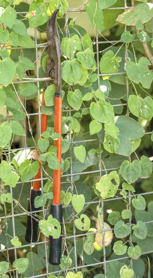 Secateurs Creeper Background Stock Image - Image of photograph, fence ...