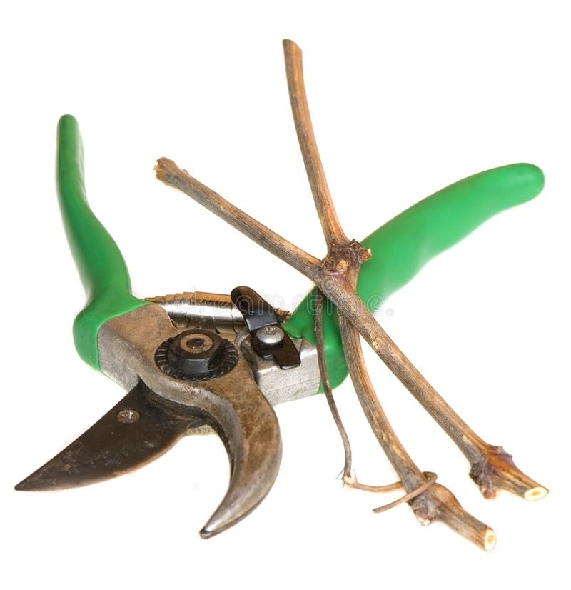 Secateurs stock image. Image of trees, vineyard, residence - 9368887