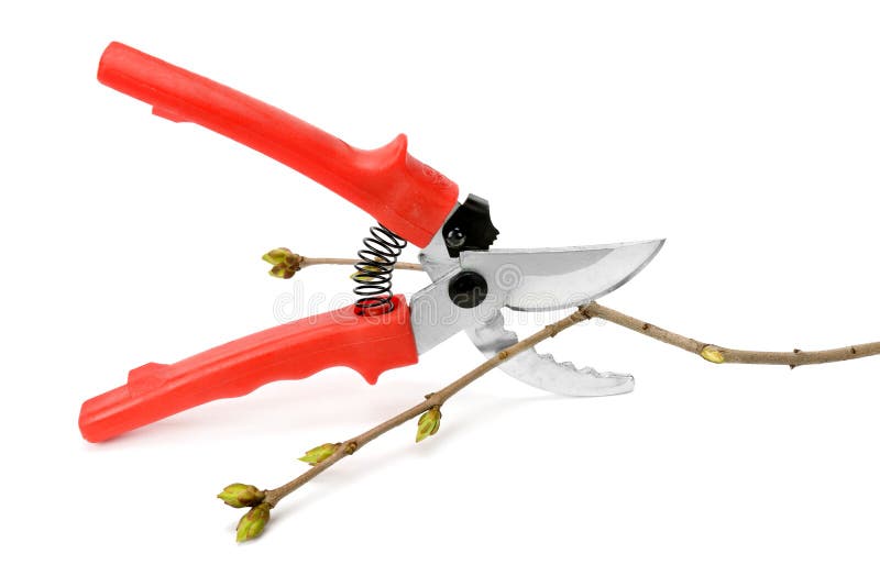 Secateurs stock photo. Image of working, pruning, pruned - 14996838