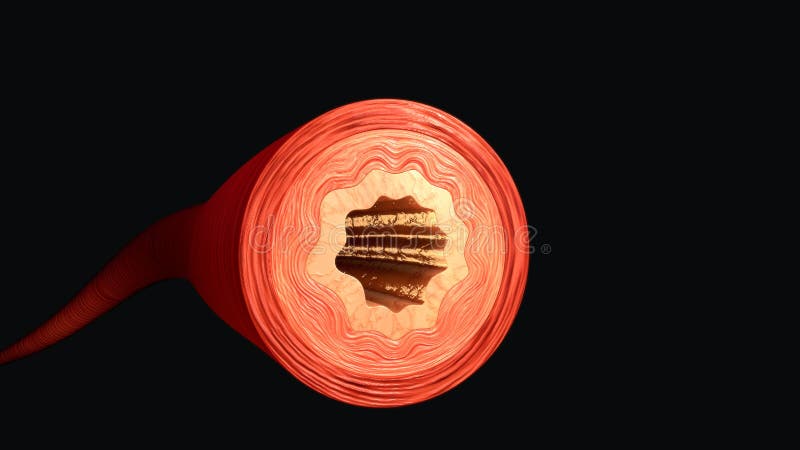 Sección de la vena foto de archivo. Imagen de humano - 84223146