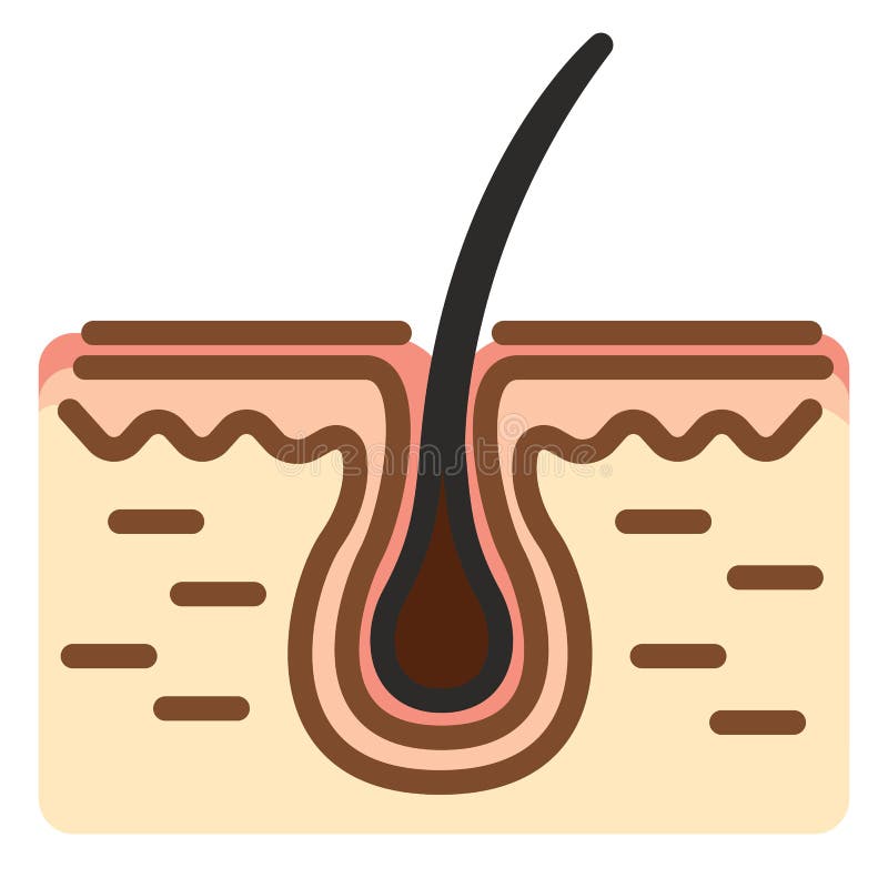 Capas De La Piel Ilustraciones Stock, Vectores, Y Clipart – (750 ...