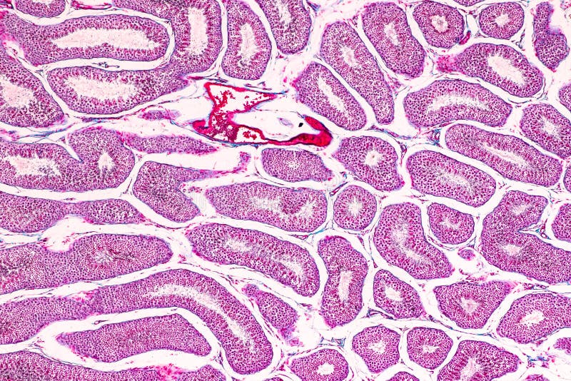 Sección Del Tejido Del Testículo Debajo Del Microscopio Foto De Archivo