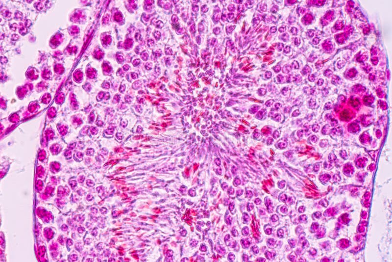 Sección Del Tejido Del Testículo Debajo Del Microscopio Imagen De