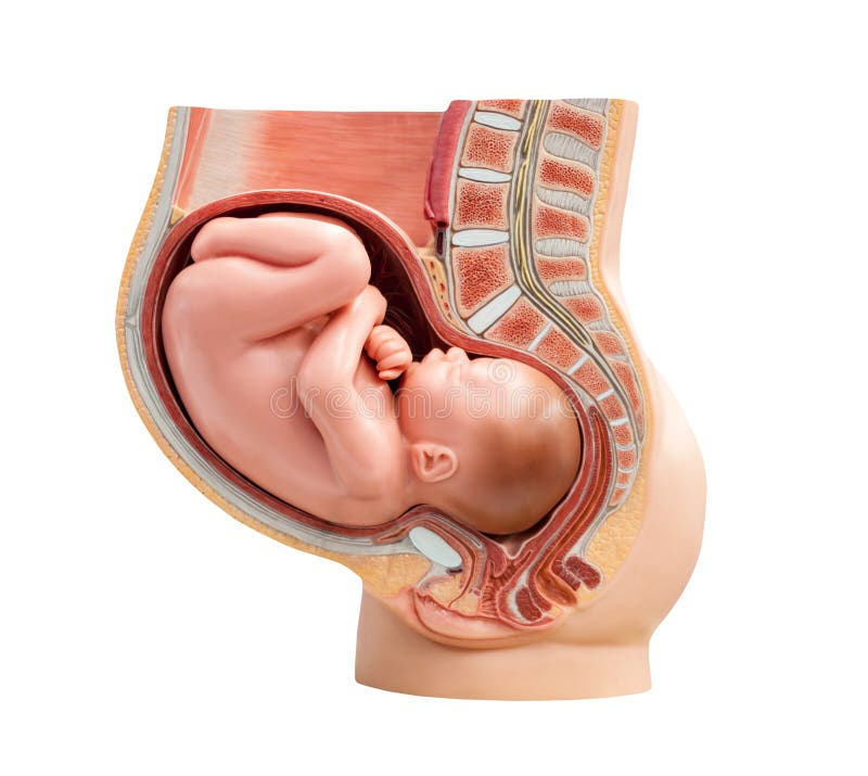 Un Feto Es Una Etapa En El Desarrollo Prenatal Imagen De Archivo