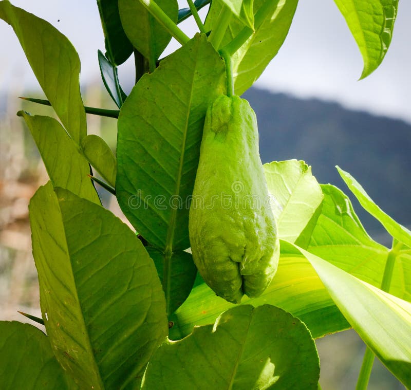 Sechium Edule Plant and Fruit Stock Image - Image of green, jeepney ...