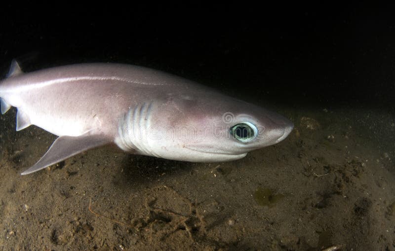 Sechs Kieme-Haifisch stockfoto. Bild von plünderung, westen - 10161080