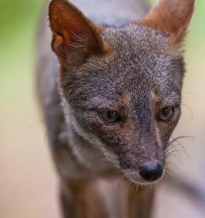Sechuran Fox portrait stock photo. Image of outdoors - 25295462
