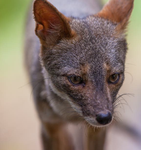 Sechuran Fox portrait stock photo. Image of outdoors - 25295462
