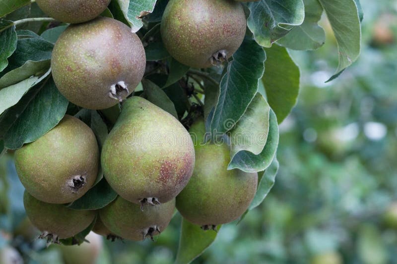 Seckel pears stock image. Image of pear, tree, food, nature - 5869249