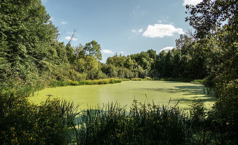A Secluded Algae Covered Pond Stock Image - Image of environment ...