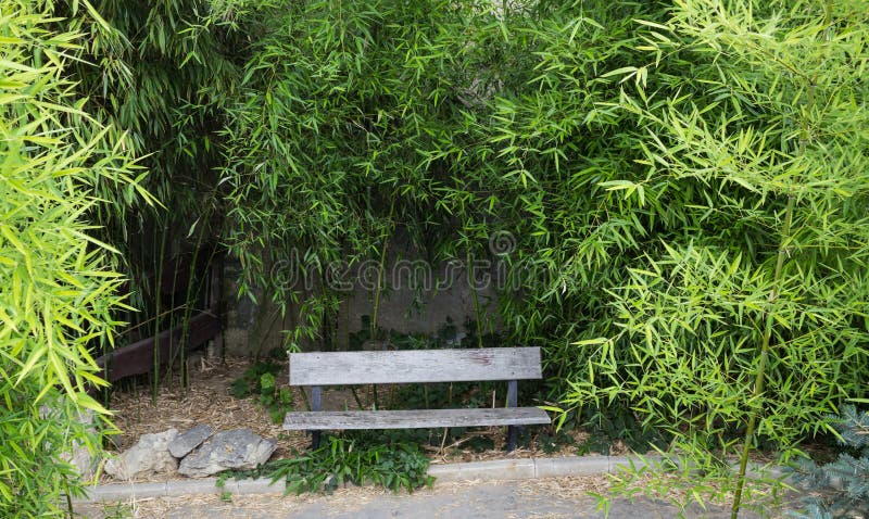 Secluded Bench Surrounded by Lush Bamboo Stock Image - Image of chair ...