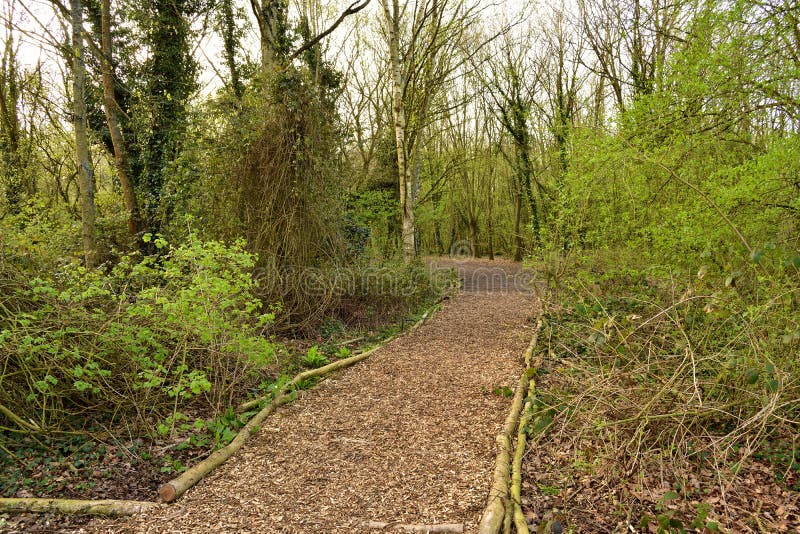 Secluded Pathway through the Forest Stock Photo - Image of park ...